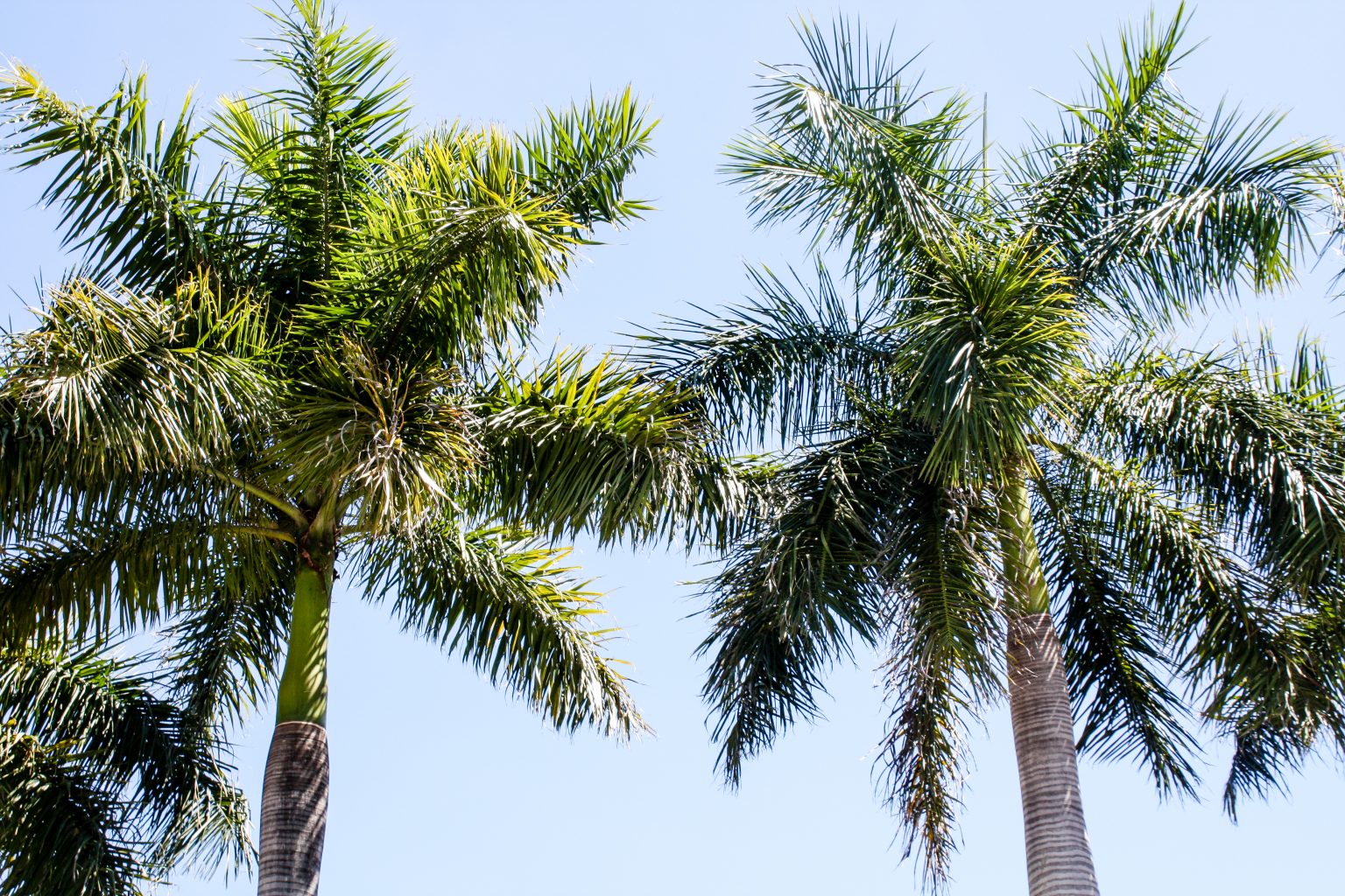 Naples Palm Trees - The Epicurean Traveler