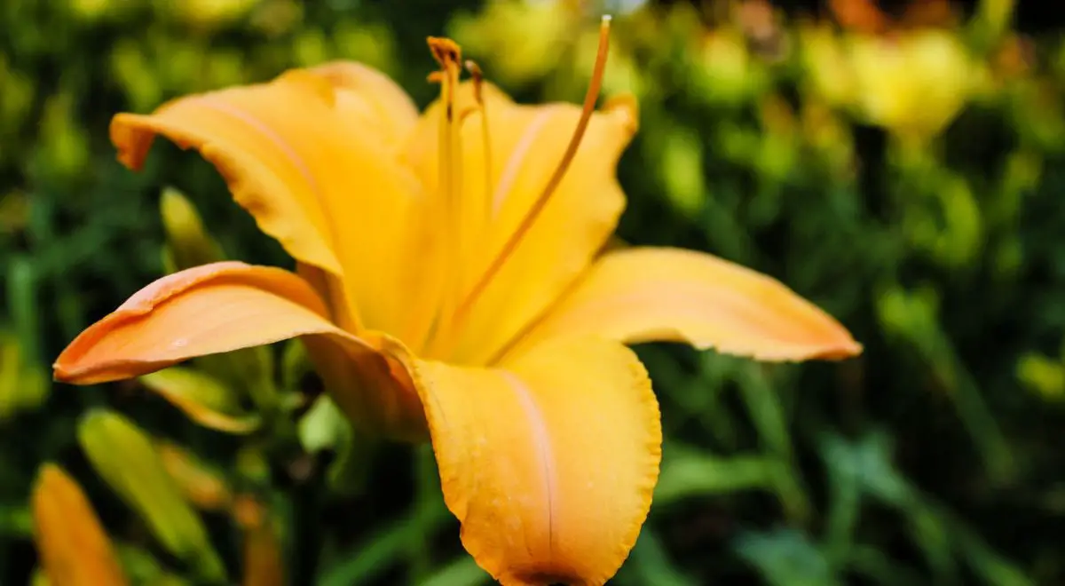 Michigan in Bloom Guide: When and Where to See Flowers in Michigan ...