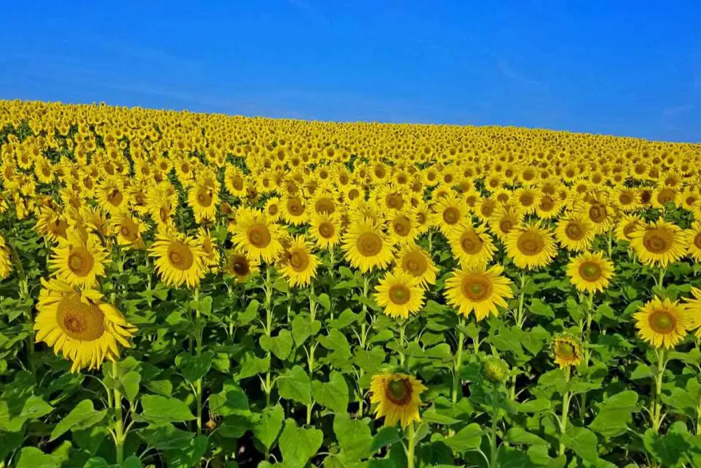 Michigan in Bloom Guide: When and Where to See Flowers in Michigan ...