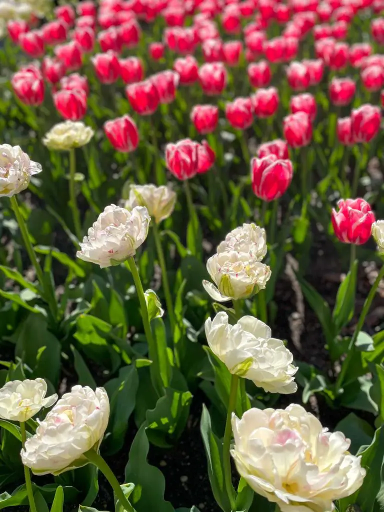 Tulip Time Festival Guide: How to See Tulips in Holland, Michigan