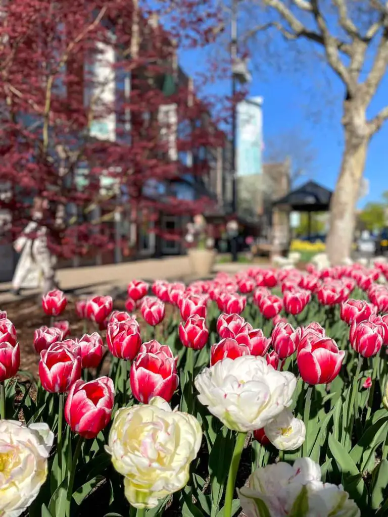 Tulip Time Festival Guide: How to See Tulips in Holland, Michigan