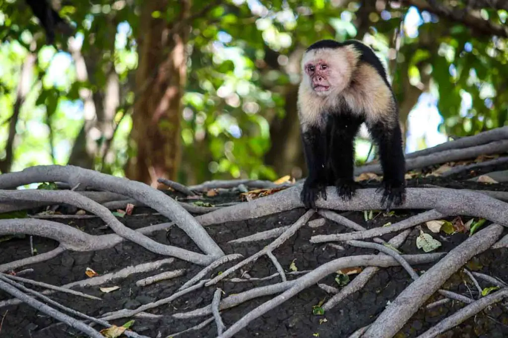 How to Plan a Dream Honeymoon in Costa Rica