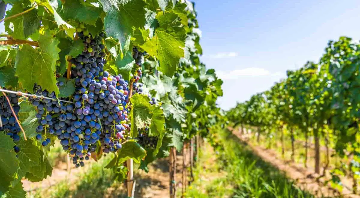 Uncorking the Best Wine Regions in Argentina